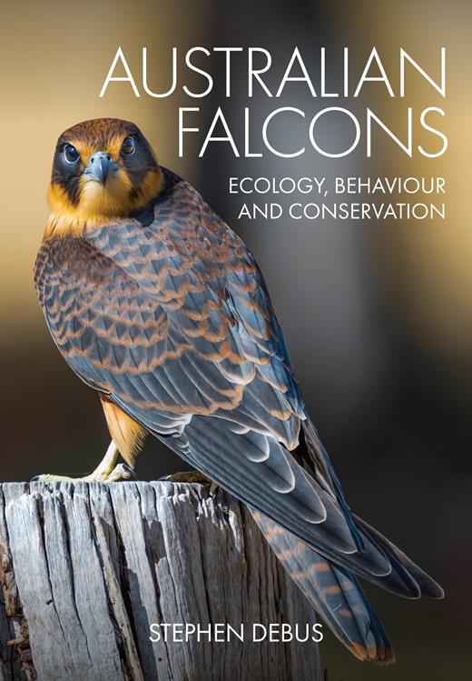 Black-shouldered Kite Elanus axillaris | Australian FalconsEcology ...