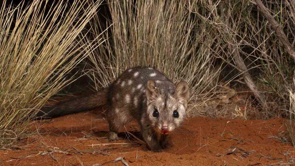 Quolls reintroduced to Flinders Ranges are thriving | News | ConnectSci