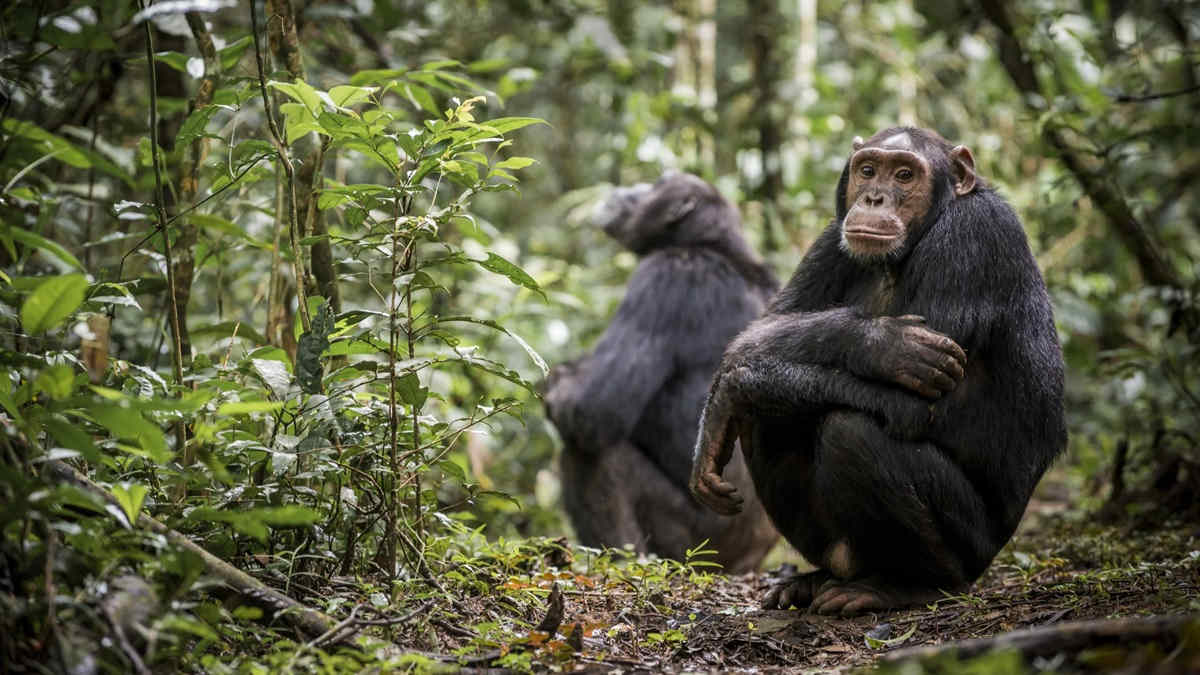 The primates most at risk of extinction | News | ConnectSci