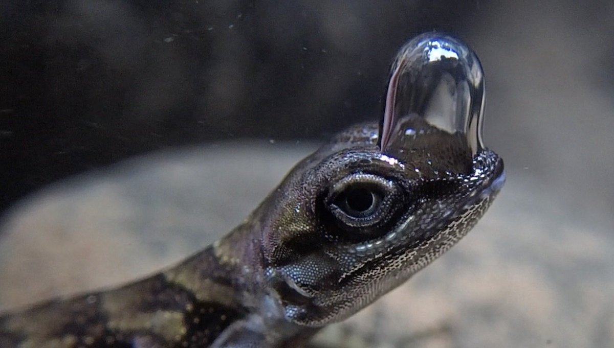 “Scuba-diving” lizards use bubble to breathe underwater | News | ConnectSci
