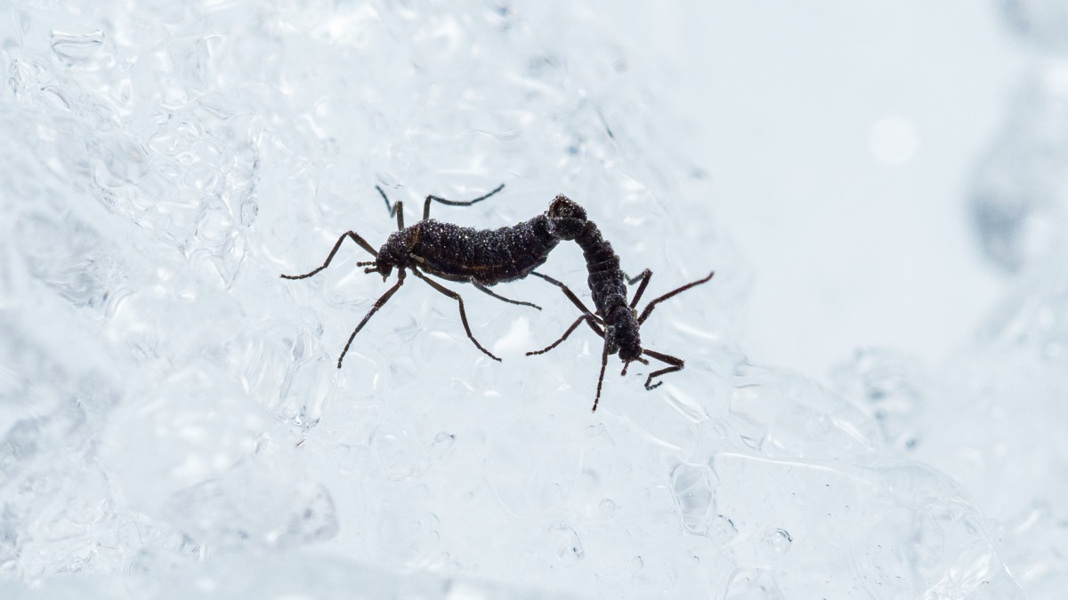 Pressing pause: how a unique insect survives Antarctica | News | ConnectSci