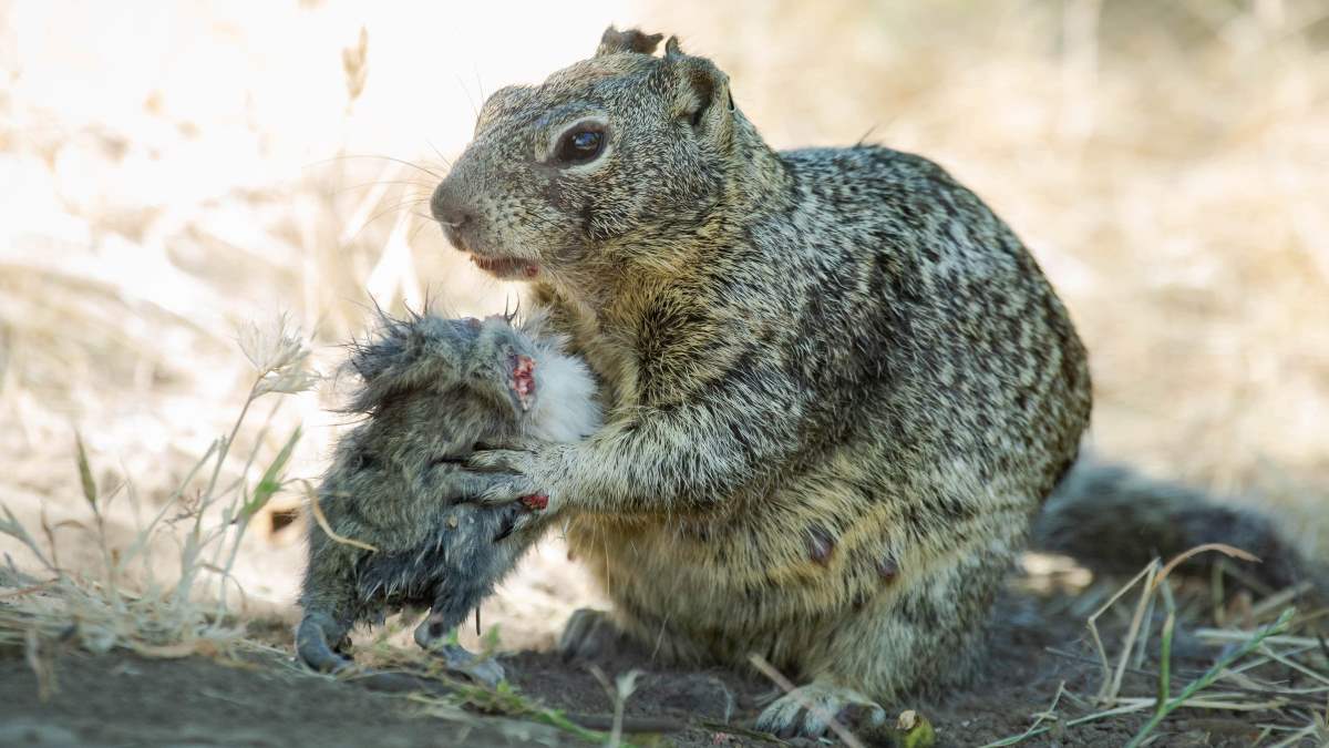 Carnivorous squirrels exist and they live in California | News | ConnectSci