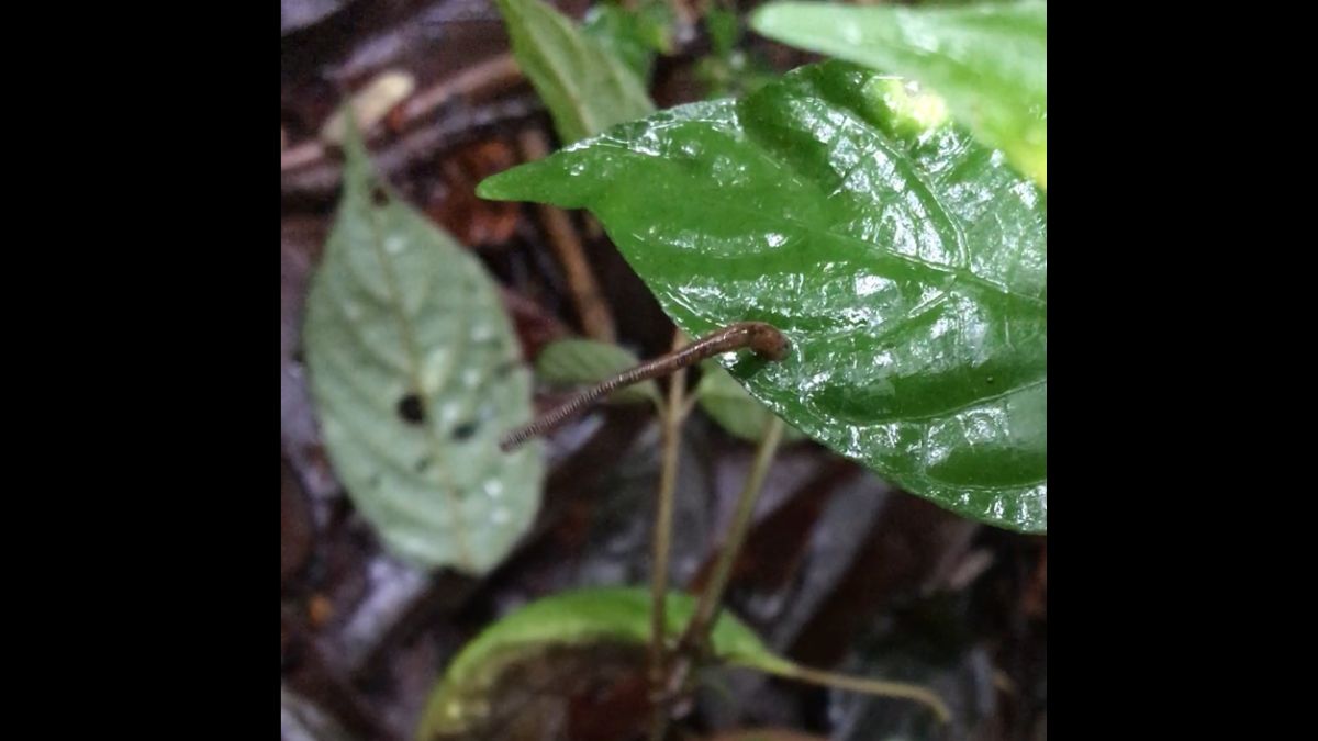Watch the first video evidence that leeches can jump | News | ConnectSci