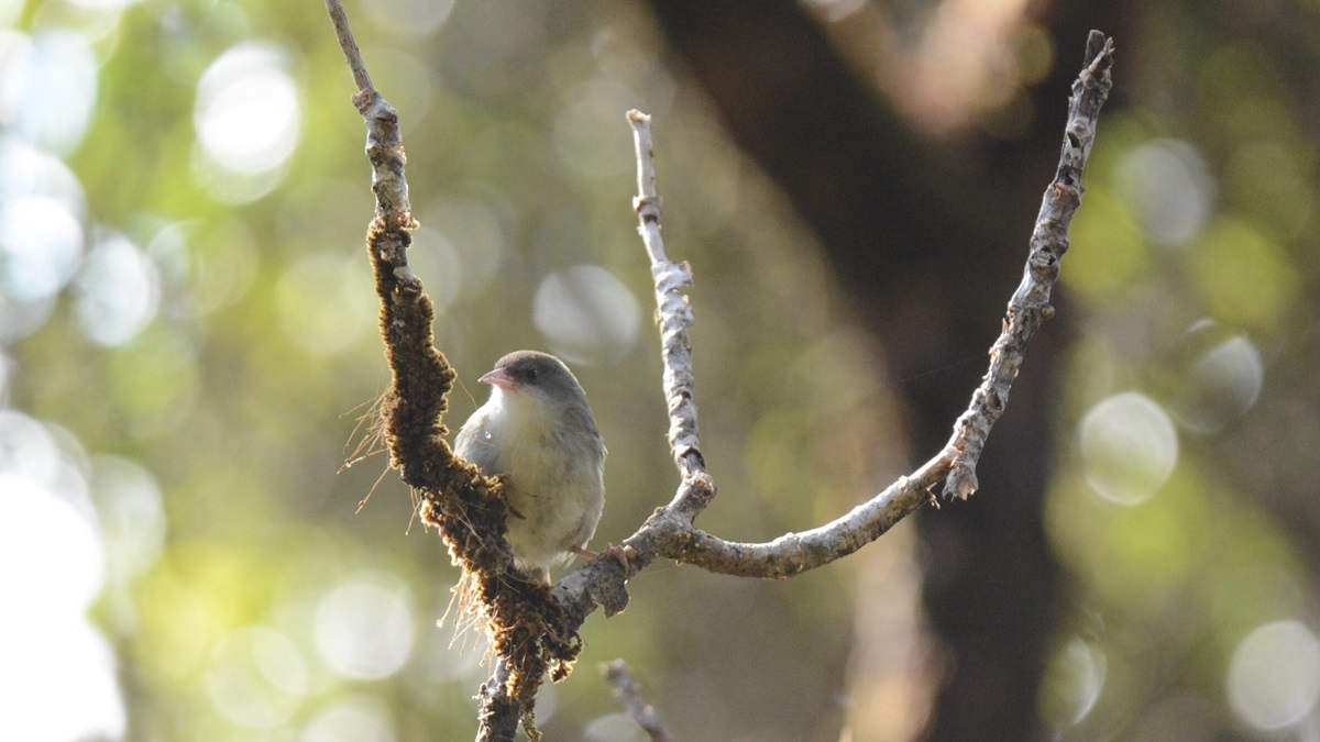 What links all the birds that have gone extinct in the last 500 years ...