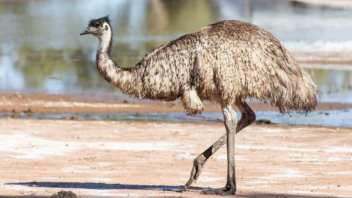 Japanese scientists discover why emu wings are so tiny | News | ConnectSci