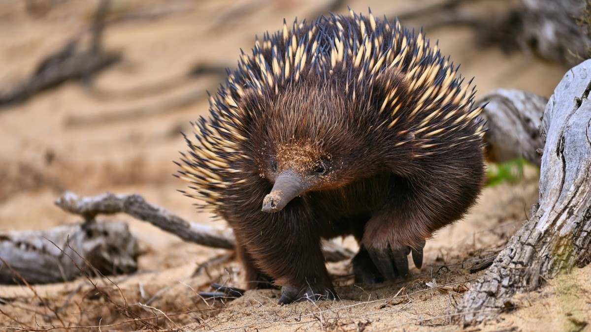 Genetics explains bizarre echidna and platypus stomachs | News | ConnectSci
