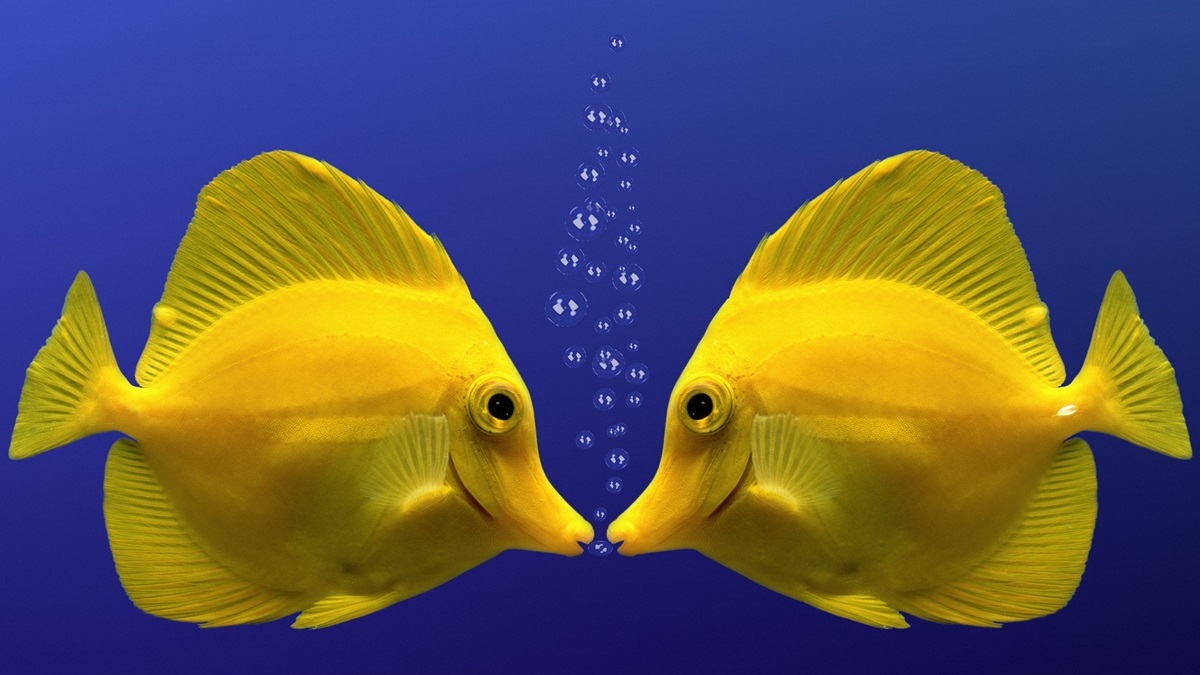 Are smarter fish sexier? | News | ConnectSci