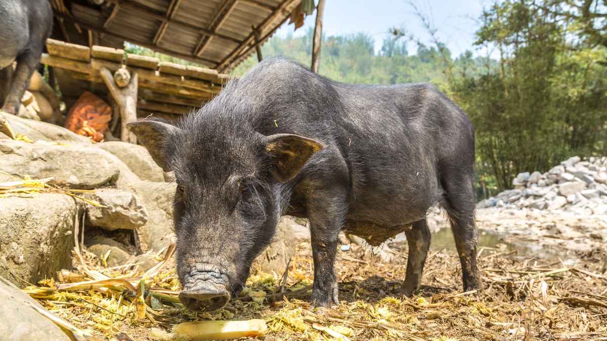 Research shows how pigs were domesticated from wild boars in China ...