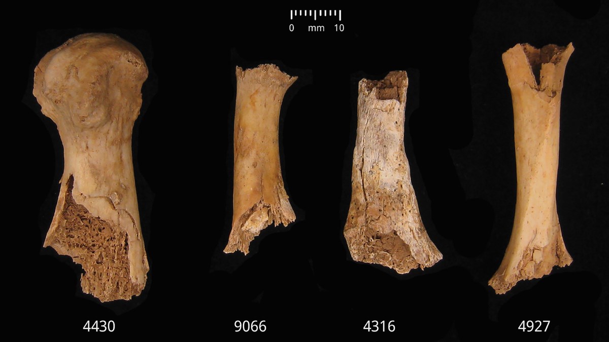 Butchered bones reveal massacre in Bronze Age Britain | News | ConnectSci