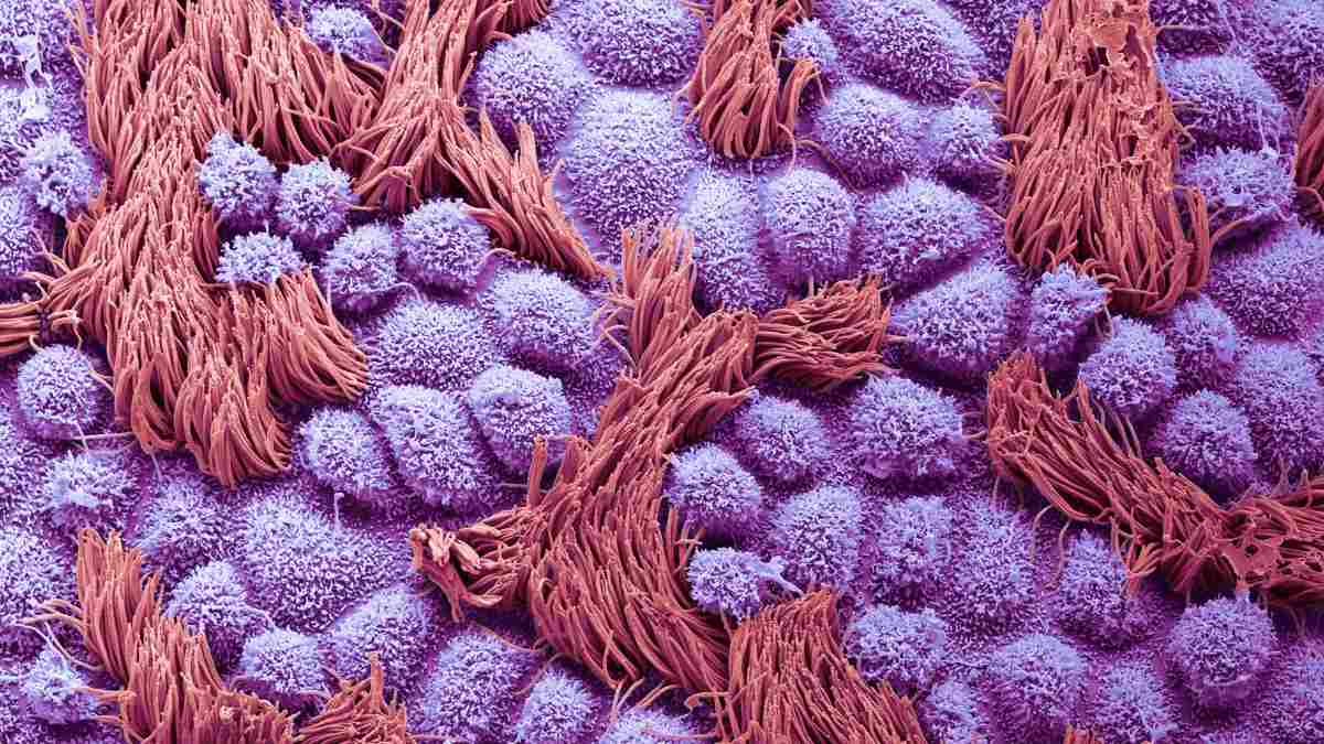 Sticky fallopian tube fluid holds key to causes of infertility | News ...