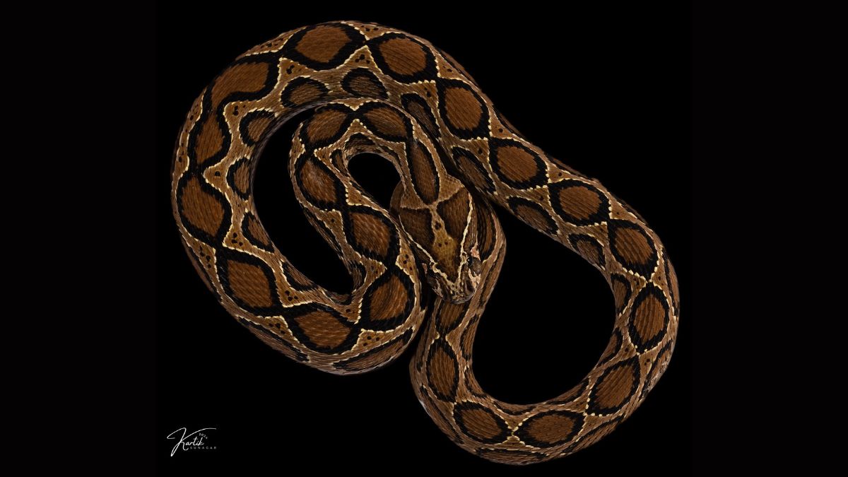 India’s local climate predicts venom of its deadliest snake | News ...
