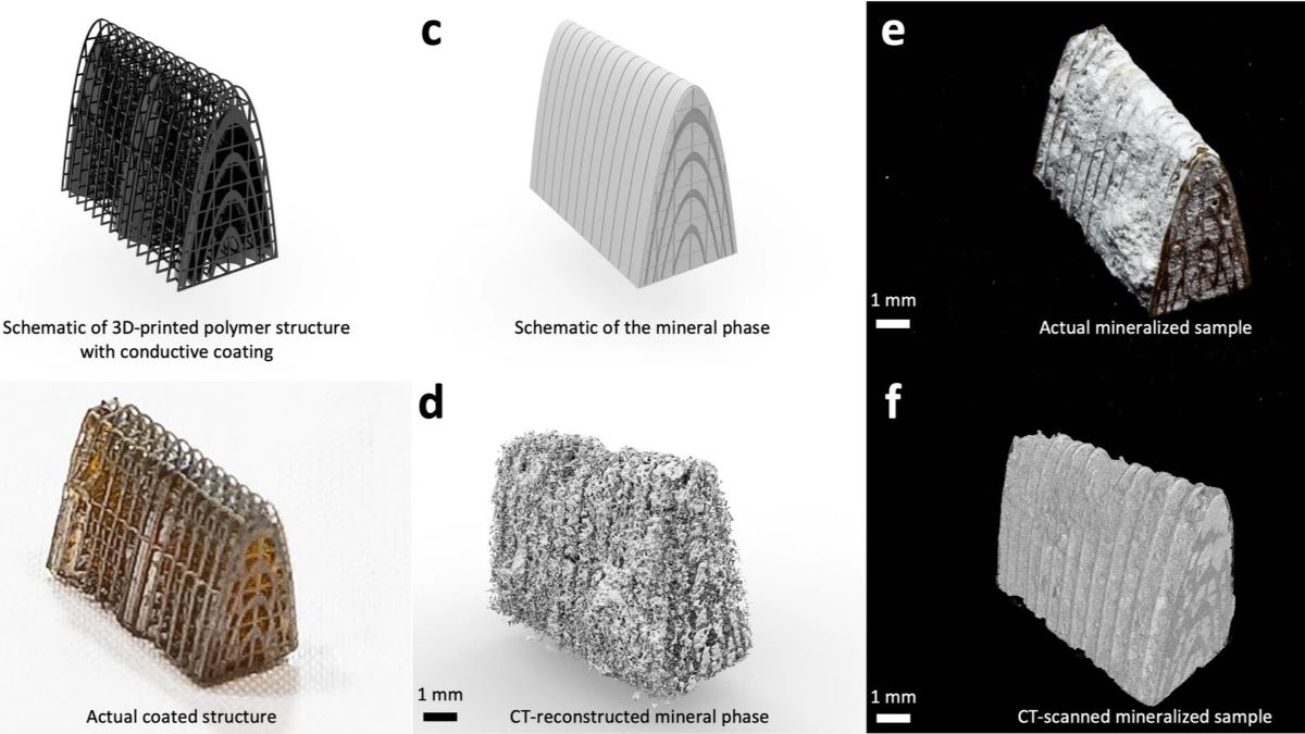 Coral-inspired structure sequesters CO2 to make strong building ...