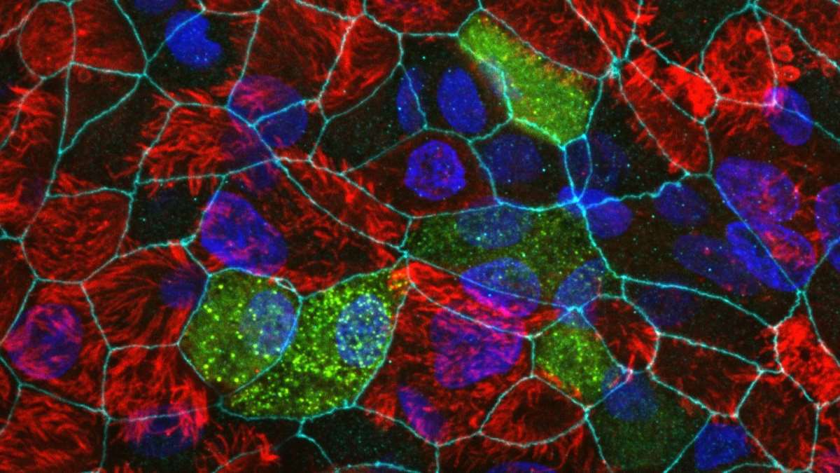 Mini-lungs could help fight flu & colds by tapping immunity | News ...