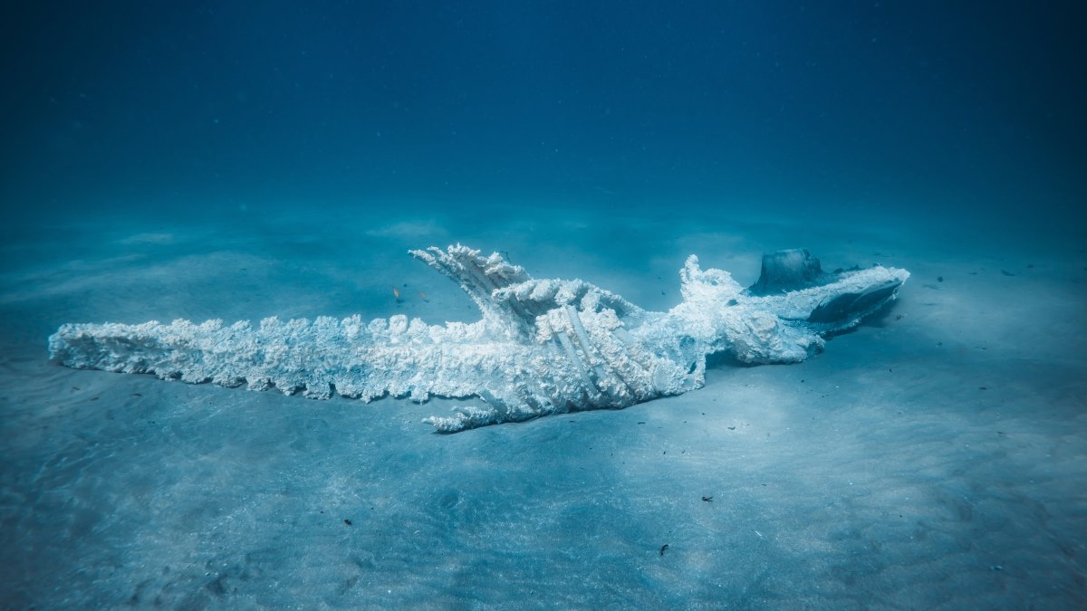 How do you deal with whale remains after strandings? | News | ConnectSci