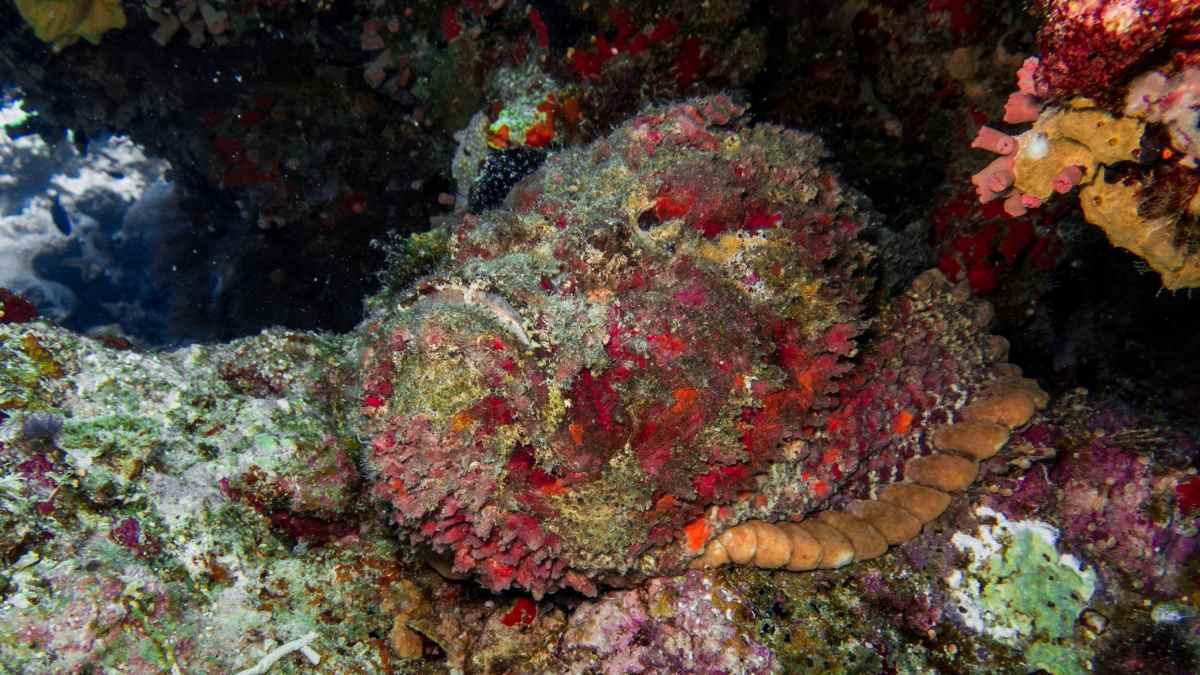 Secrets of stonefish venom revealed | News | ConnectSci