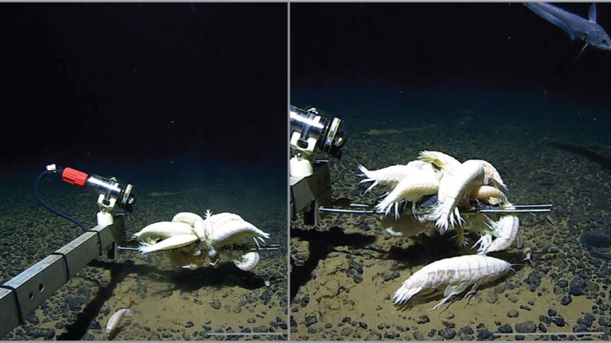 ‘Supergiant’ sea creature could lurk in more than half of the deep ...