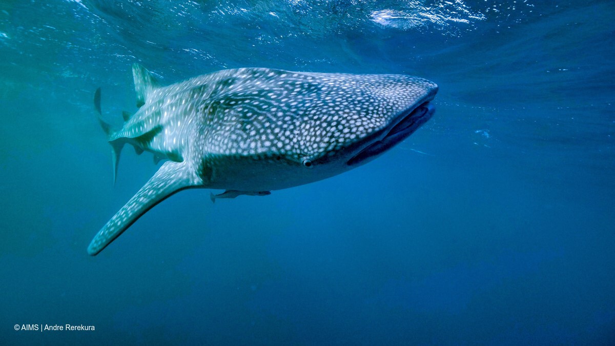 Whale sharks have a complicated relationship with oil and gas platforms ...
