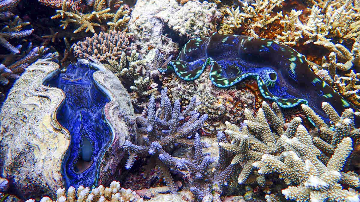 Giant, colourful clam declared critically endangered after new report ...