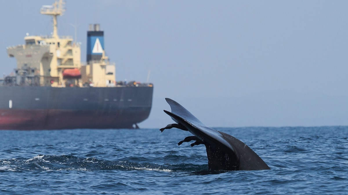 Whale-ship collision hotspots: 93% have no protection measures | News ...