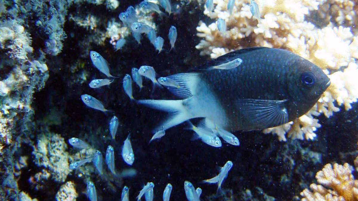 Damselfish’s rare parenting skills come to the rescue | News | ConnectSci
