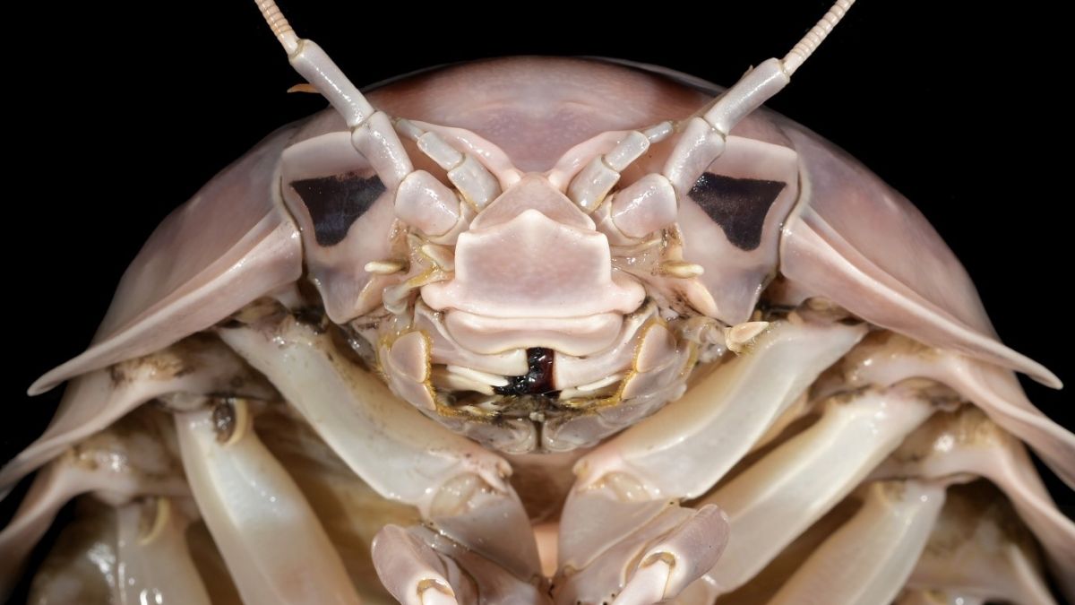 New “supergiant” sea bug named after Darth Vader | News | ConnectSci