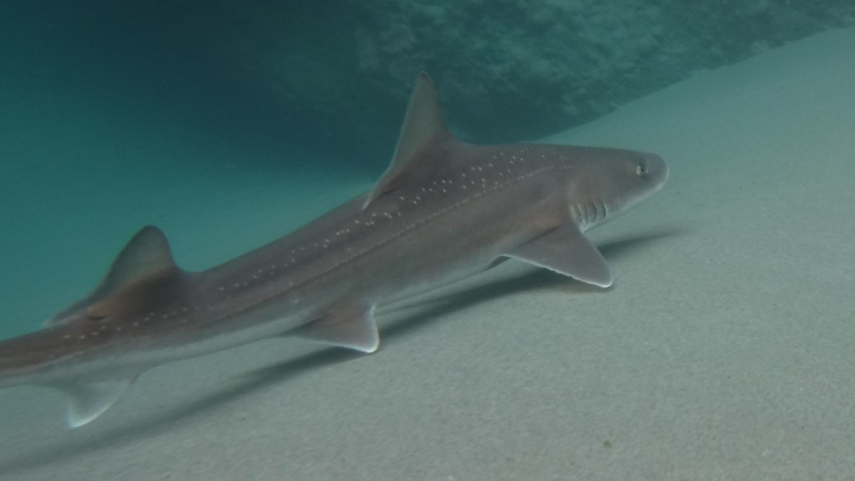 What does the shark say? First shark recorded making noises | News ...