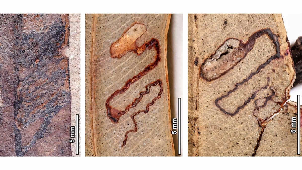 Fossil eucalypt in evolutionary arms race 52 million years ago | News ...