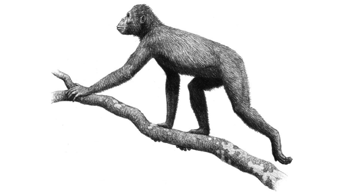 Where did the first apes evolve? | News | ConnectSci