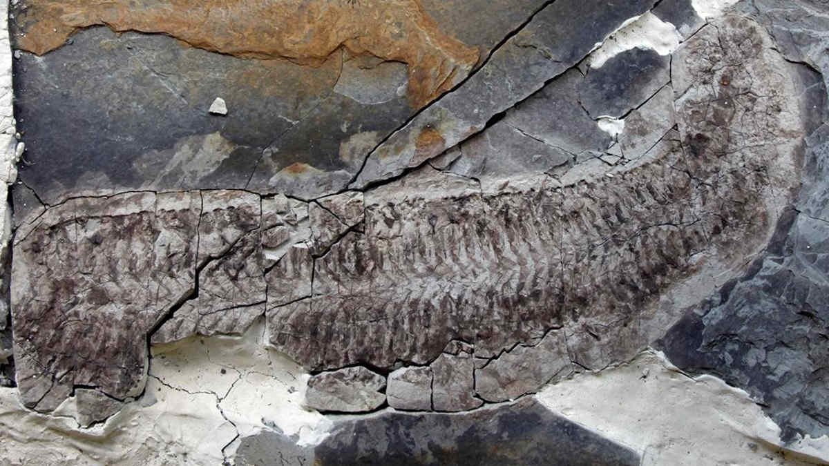 “Inside-out” fossil preserves internal organs for 440 million years ...