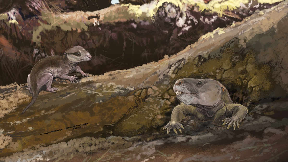 Evolution of mammal features started earlier than thought | News ...