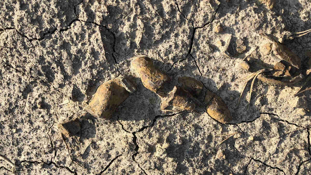 Fossilised poo and vomit tell of how dinosaurs rose to dominance | News ...