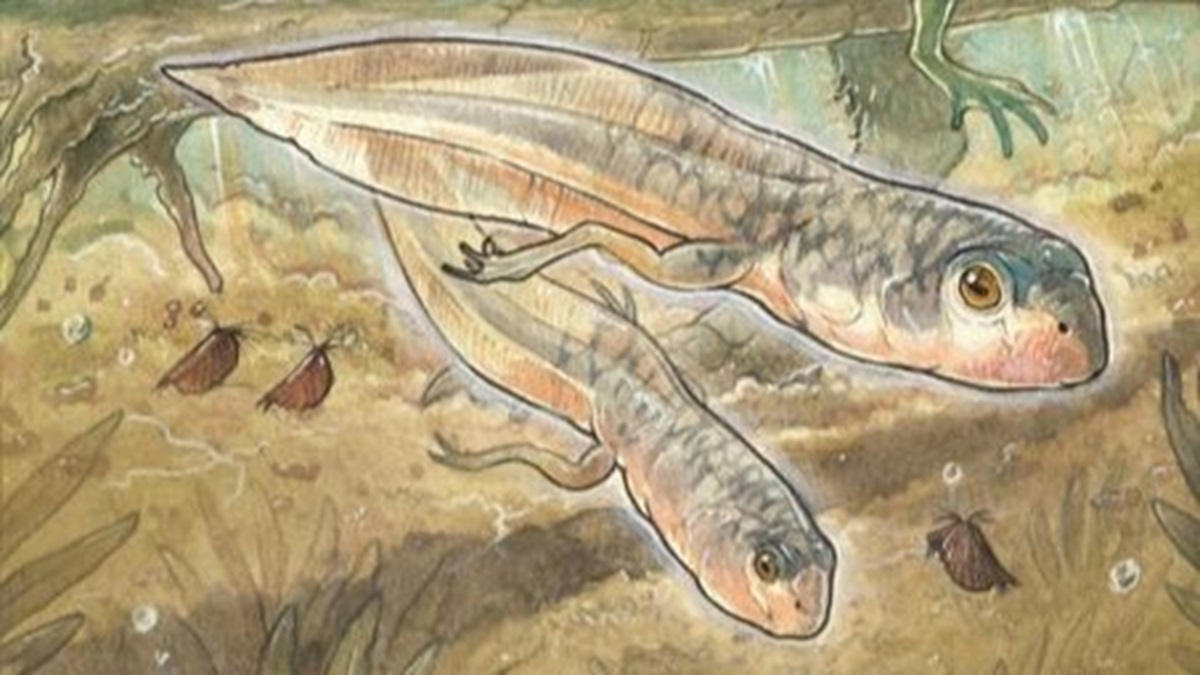 Giant tadpole fossil from time of dinosaurs is oldest ever | News ...