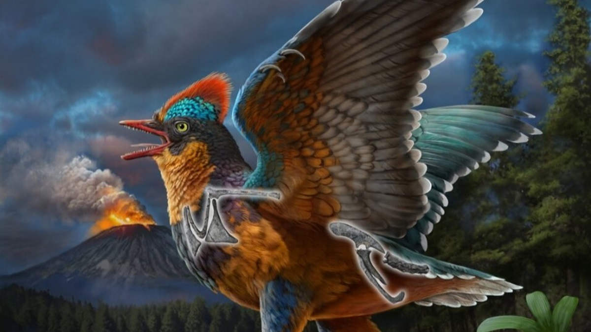 First “true Jurassic bird” fossil found in China | News | ConnectSci