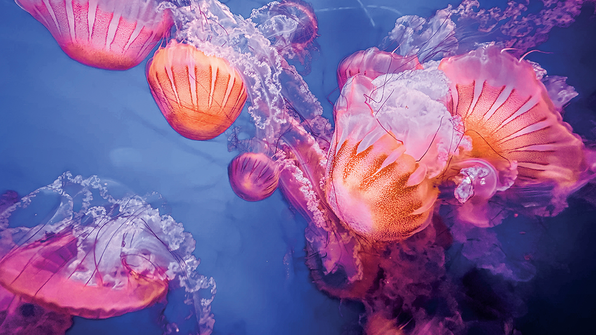 A fragile existence: new ways to study delicate sea life | News ...