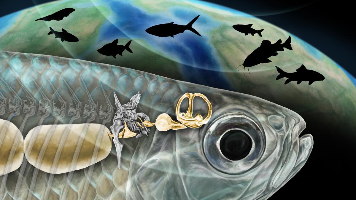 Fossils reveal new origin of keen-eared freshwater fishes | News ...