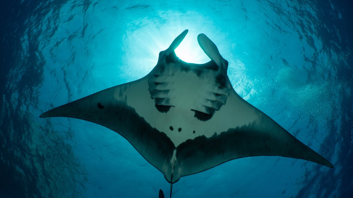 Manta rays go to extremes to build mental maps of the ocean | News ...