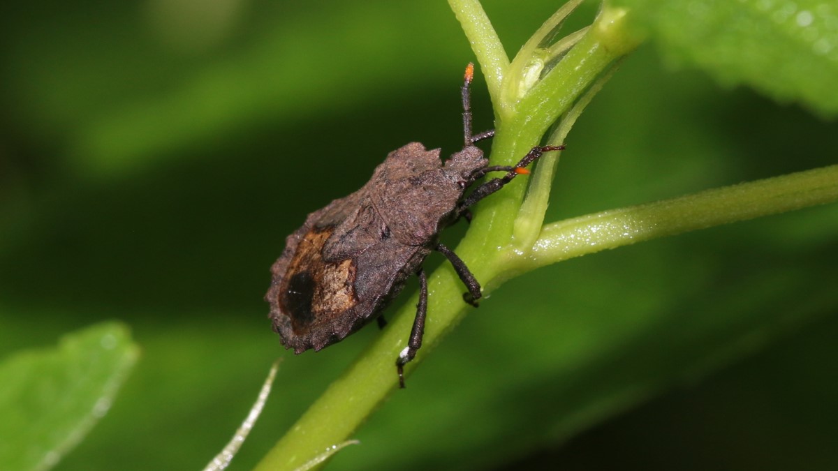 Stinkbug ‘leg organ’ grows fungi for an unexpected purpose | News ...