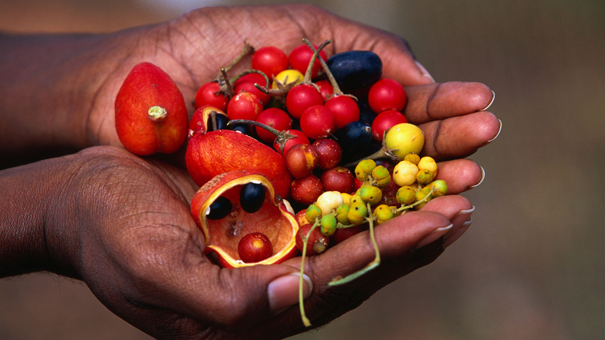 Bush food and the science of survival | News | ConnectSci
