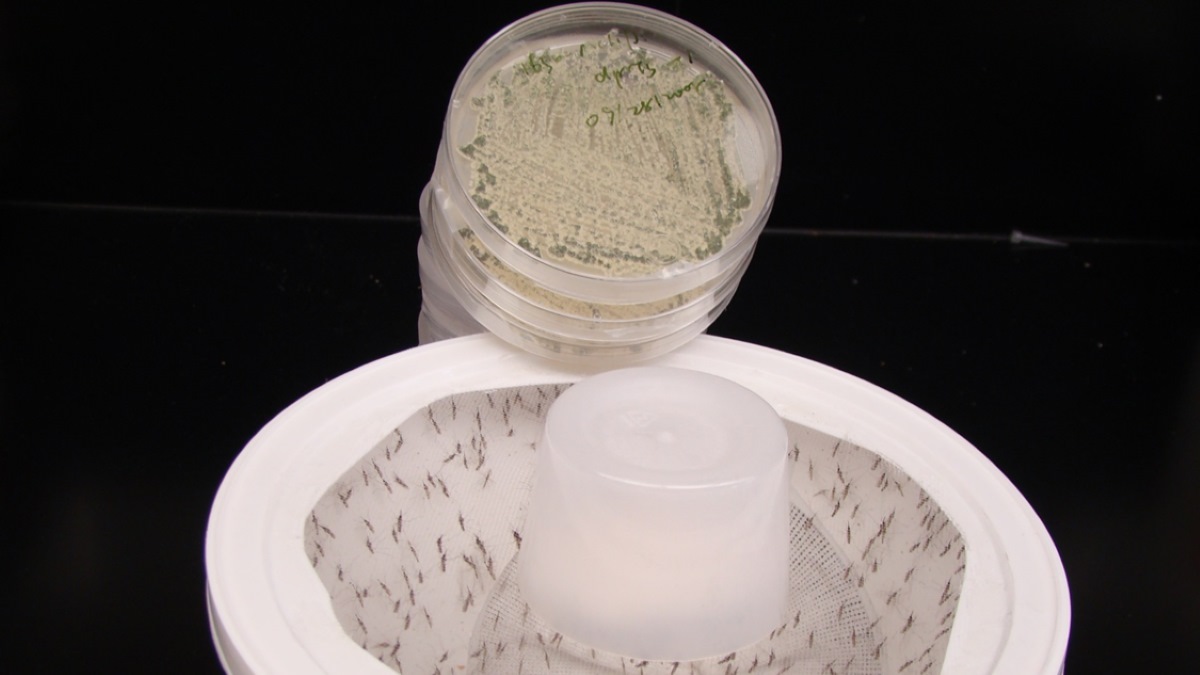 Sweet-smelling fungus created in the lab to kill mosquitoes | News ...