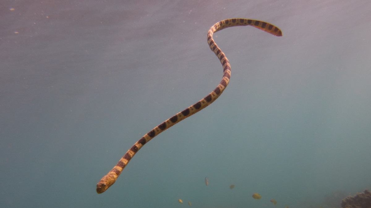 Sea snakes wiggle and glide as they dive | News | ConnectSci