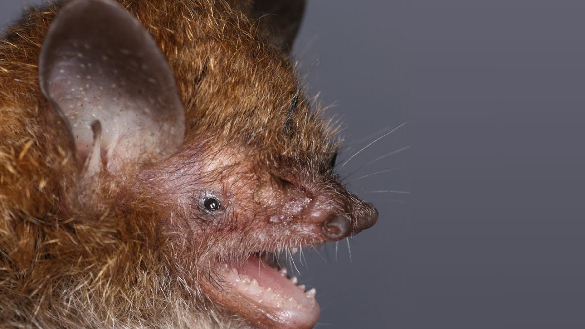 New tube-nosed bats discovered in time for Halloween | News | ConnectSci