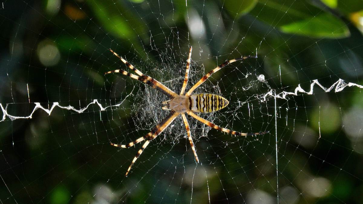 Orb spiders decorate their webs to better detect prey | News | ConnectSci