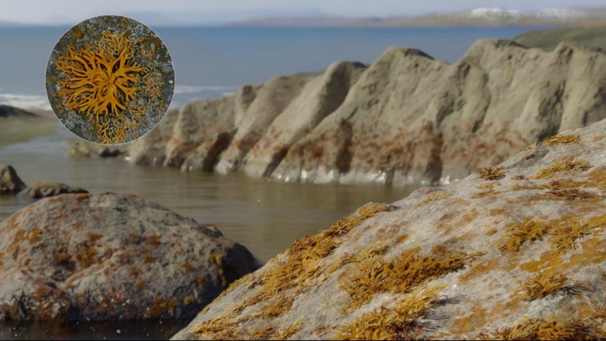 Ancient lichen were “pioneers in the transformation of Earth’s surface ...