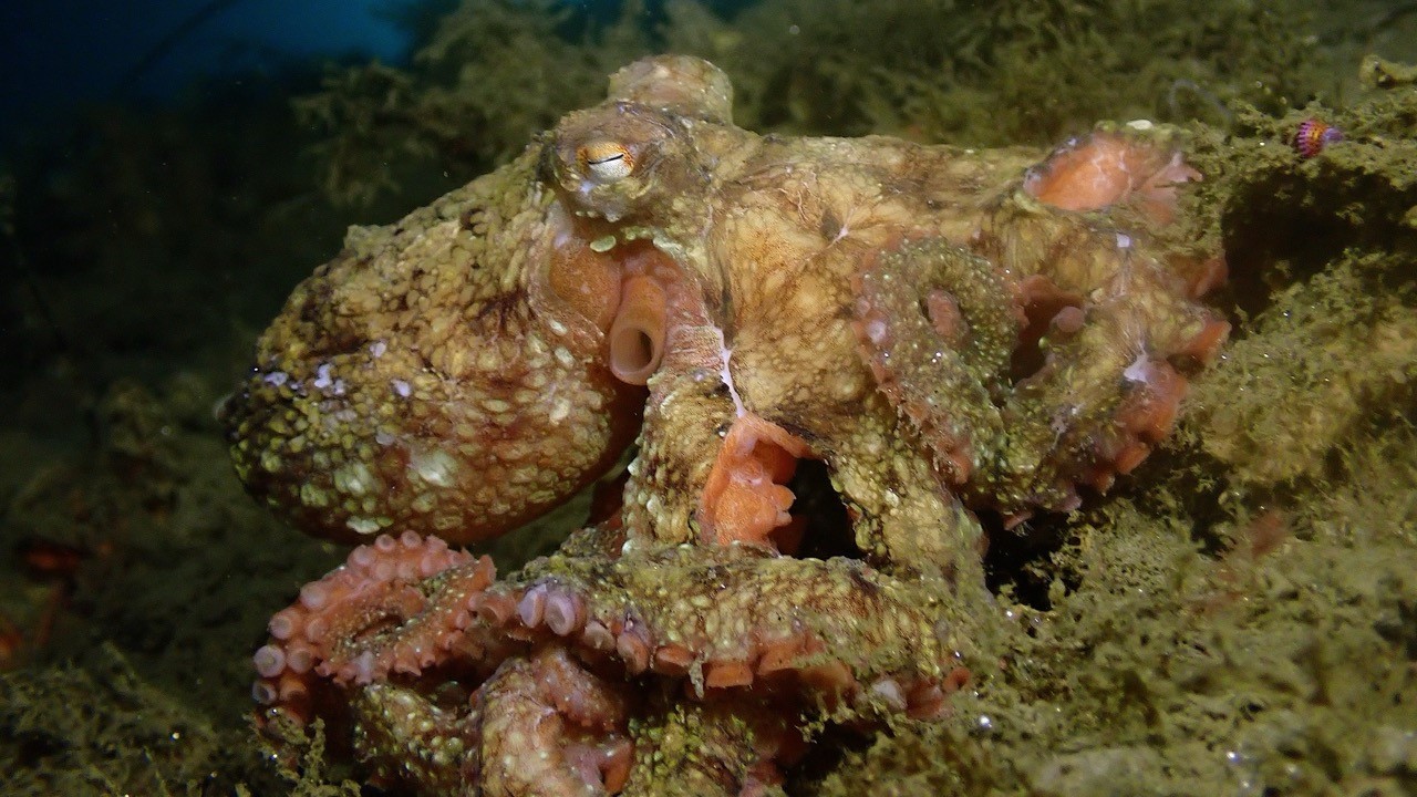 Bacteria engineered to pump out octopus colour-changing pigment | News ...