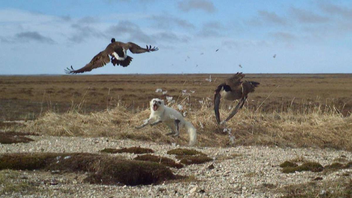 Fragile food webs connect Arctic marine and tundra environments | News ...