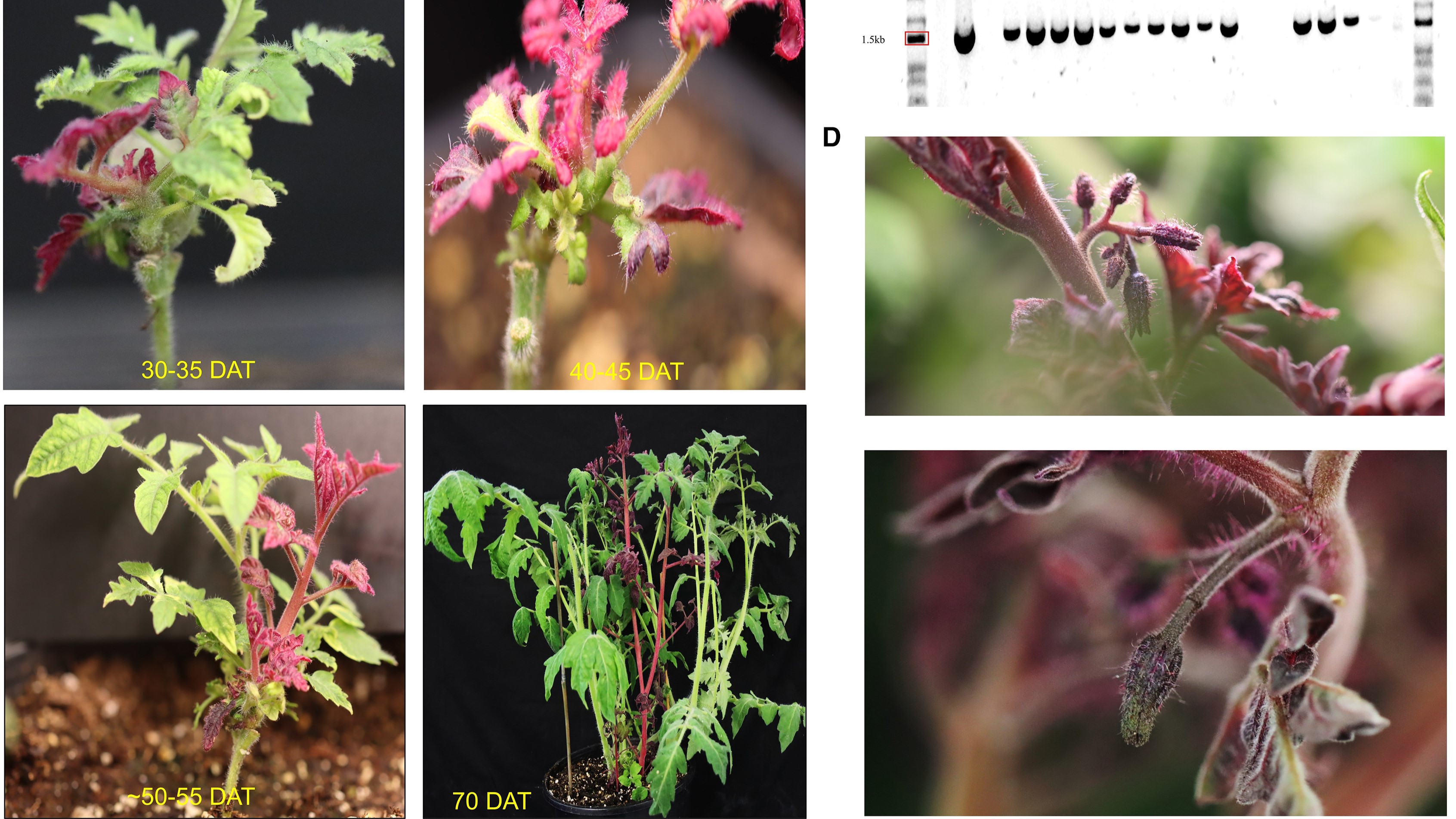 Gene-edited plants grow in weeks, not months | News | ConnectSci