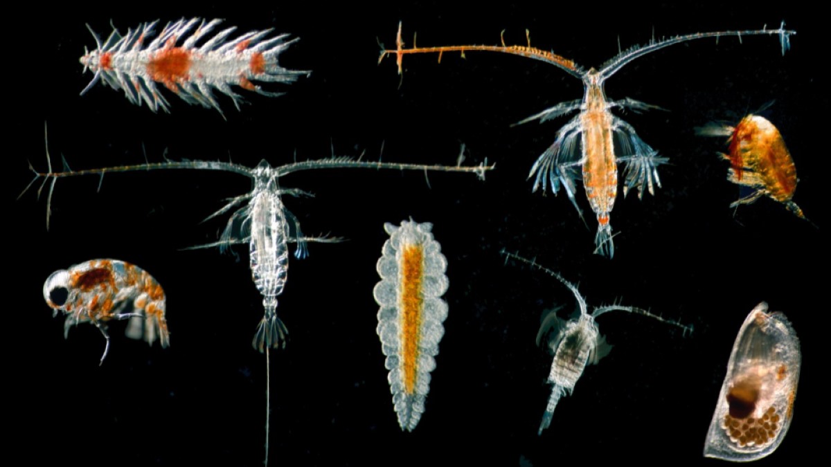 Particles from deep-sea mining threaten zooplankton | News | ConnectSci