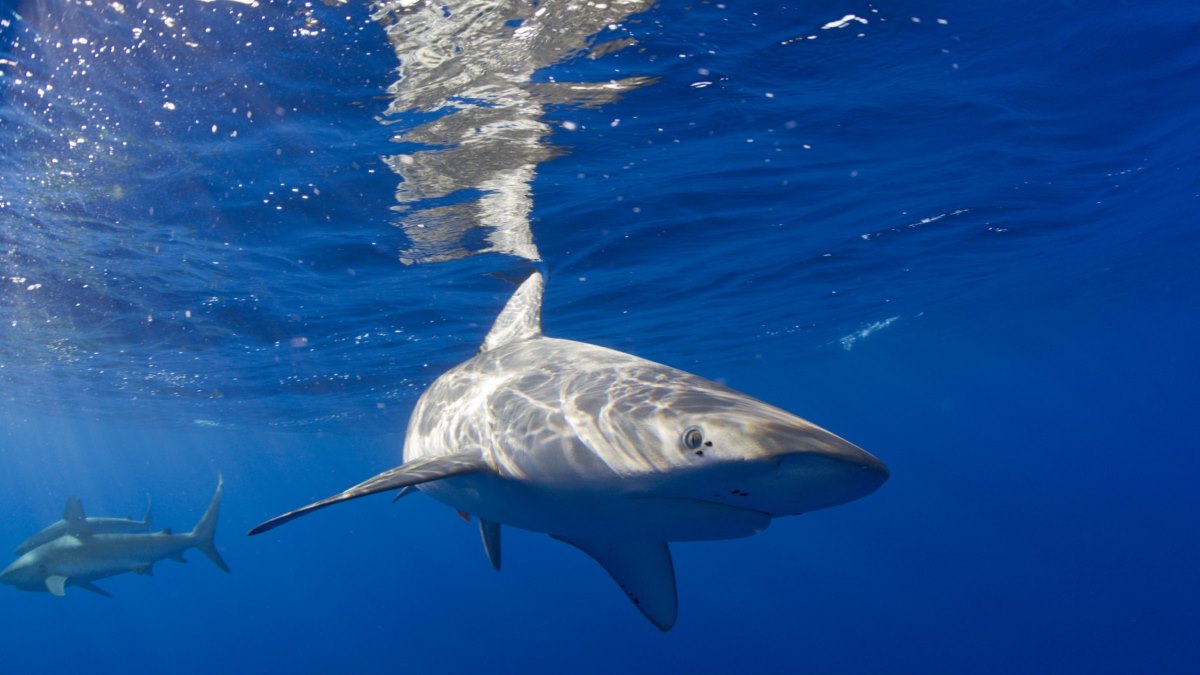 How did ancient Pacific islanders catch fast, open-ocean fish and ...