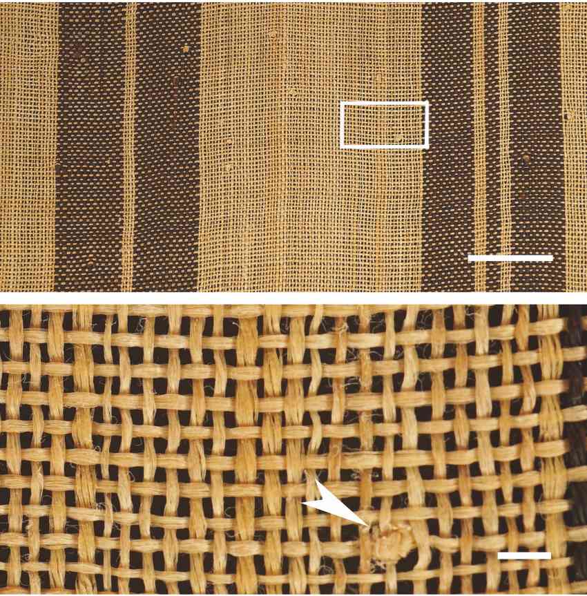 Would you wear clothing made from banana plants? | News | ConnectSci