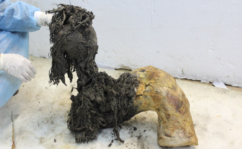 Ice Age woolly mammoth provides oldest RNA ever extracted | News ...